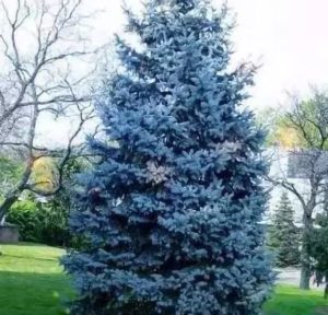 Cipress azul - Jardín urbano