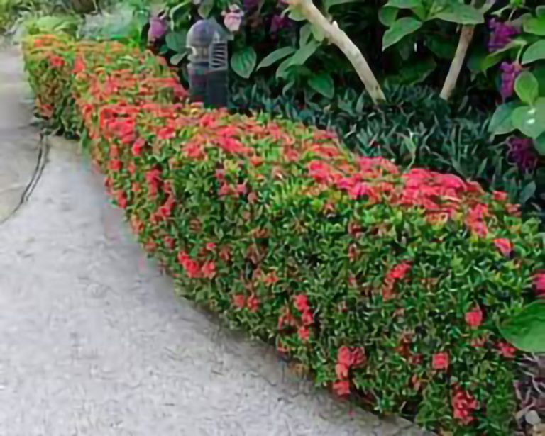 Exora - Jardín urbano