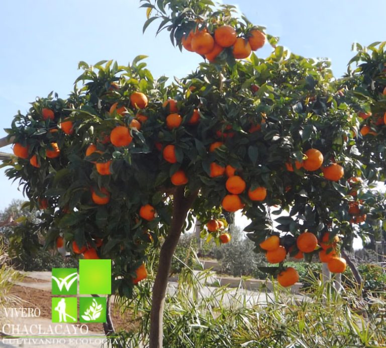 Mandarina - Jardín urbano